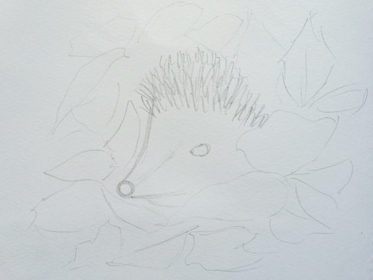 How To Draw And Colour A Hedgehog In Fallen Leaves - Birch And Button